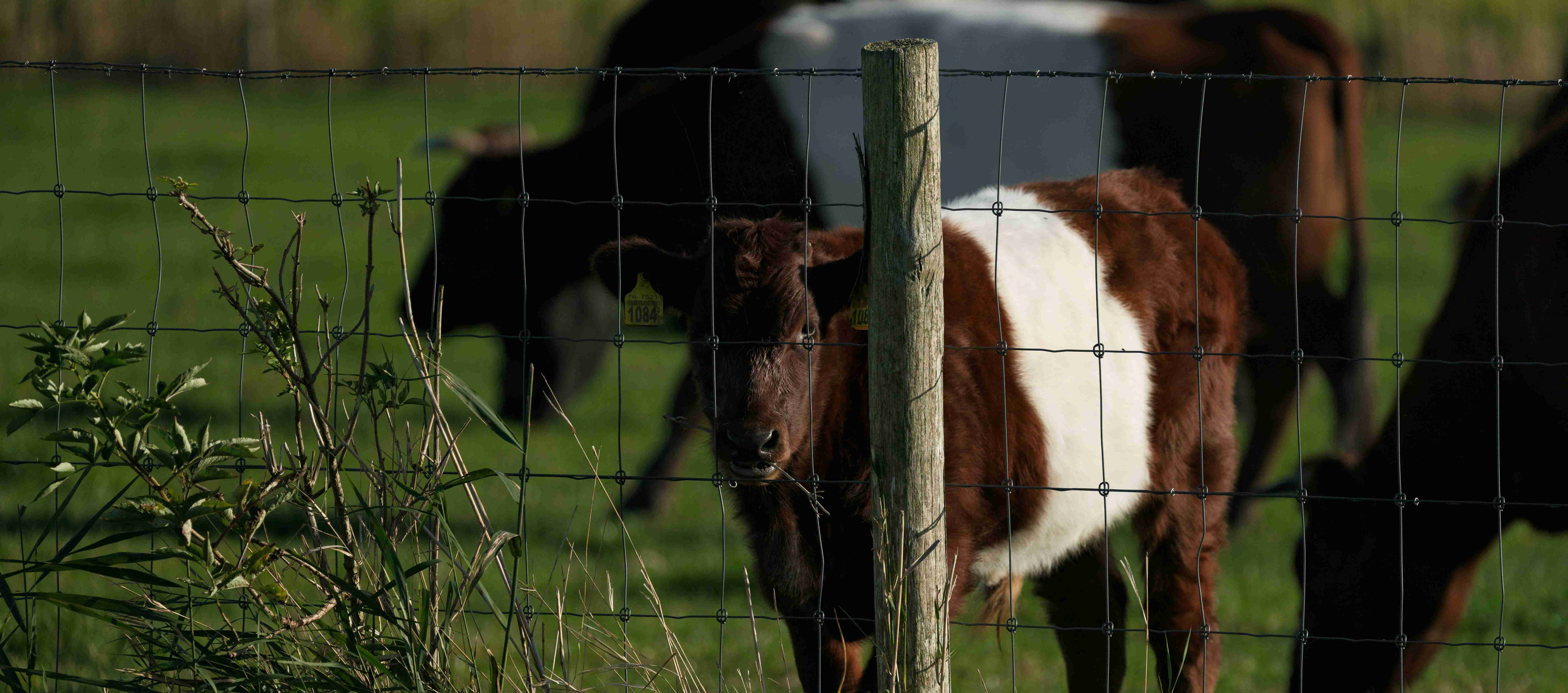 Feed Ration Planning in Dairy Cattle Herds summer course - Summer ...